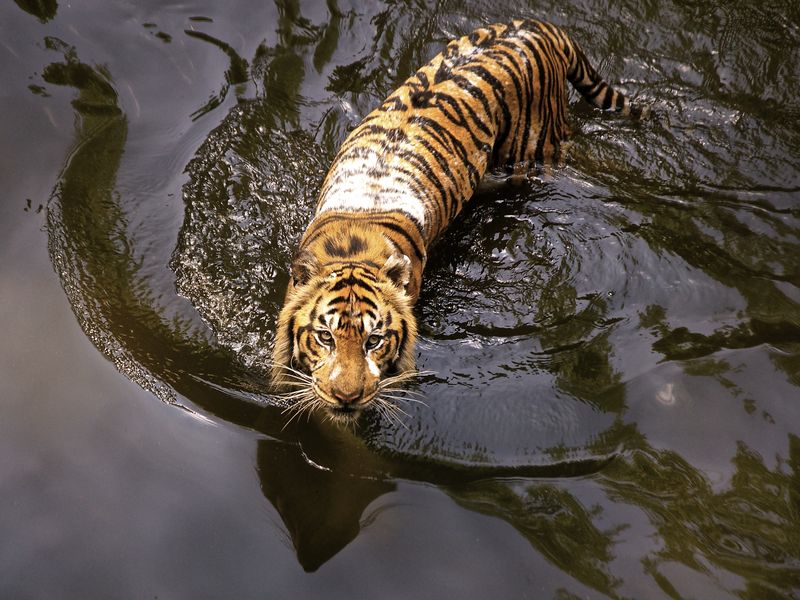 Javan Tiger | Smithsonian Photo Contest | Smithsonian Magazine