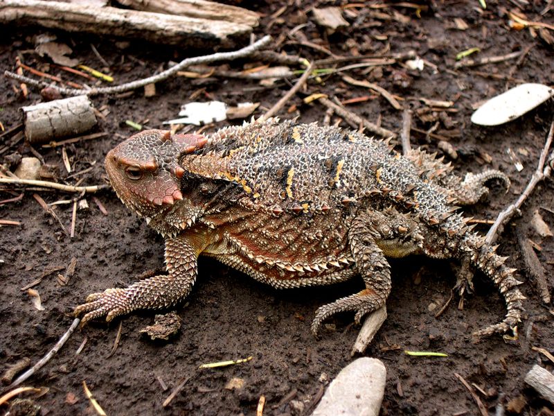 Mountain Horned Lizard in Lincoln National Forest, New Mexico ...