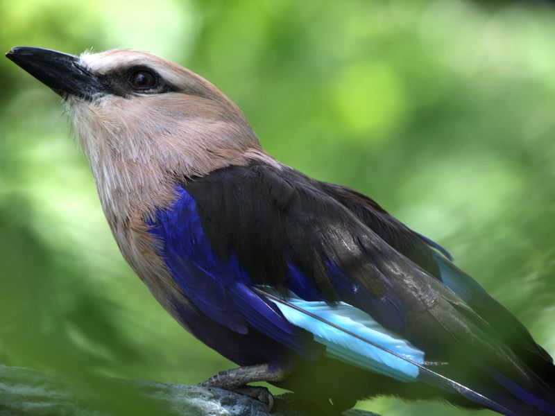 Little Bird Big World | Smithsonian Photo Contest | Smithsonian Magazine
