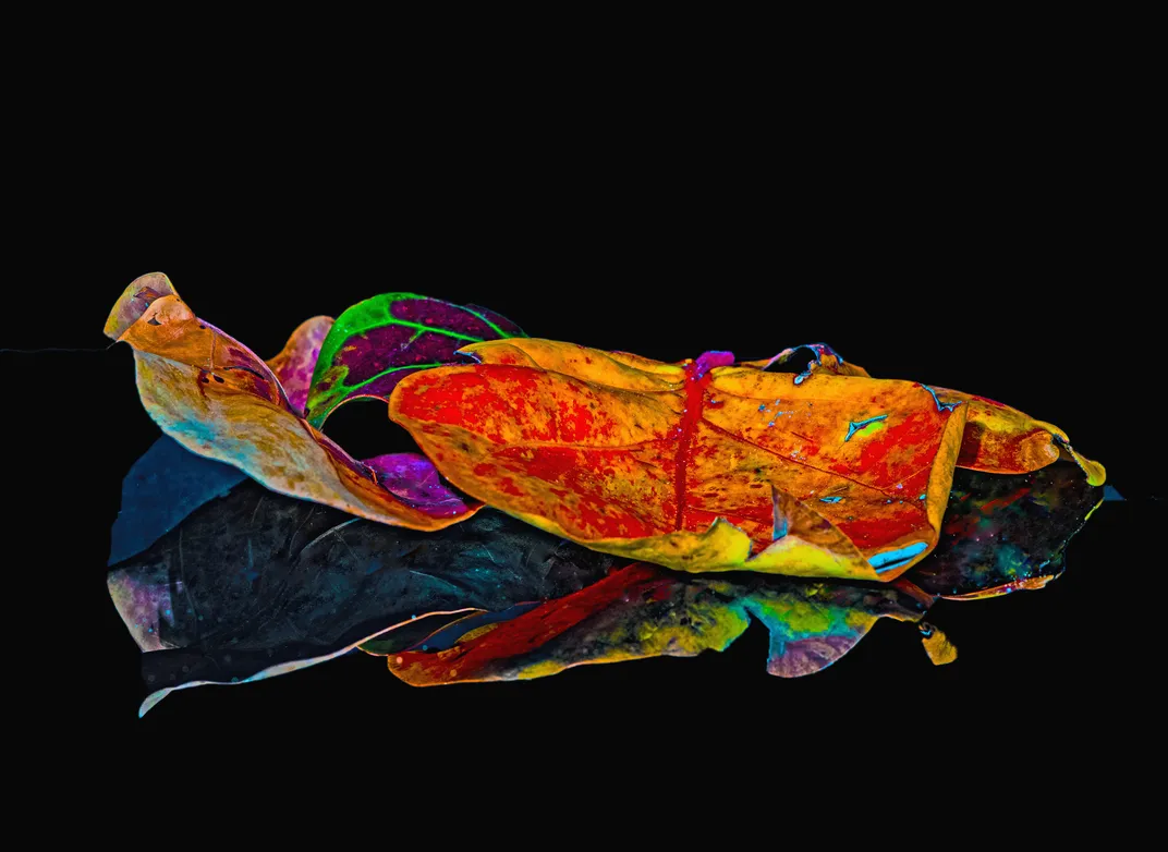 Crumpled Leaves II | Smithsonian Photo Contest | Smithsonian Magazine