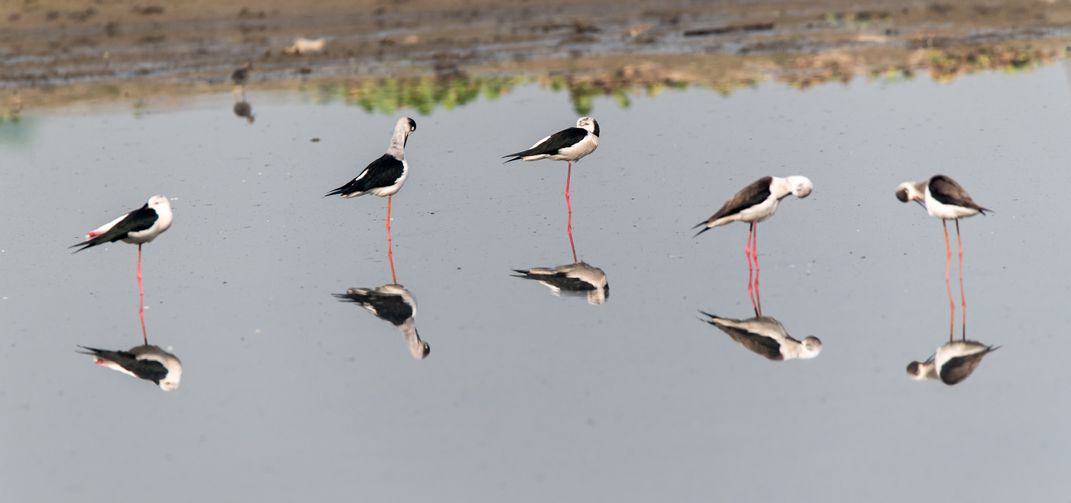 Birds and reflection | Smithsonian Photo Contest | Smithsonian Magazine