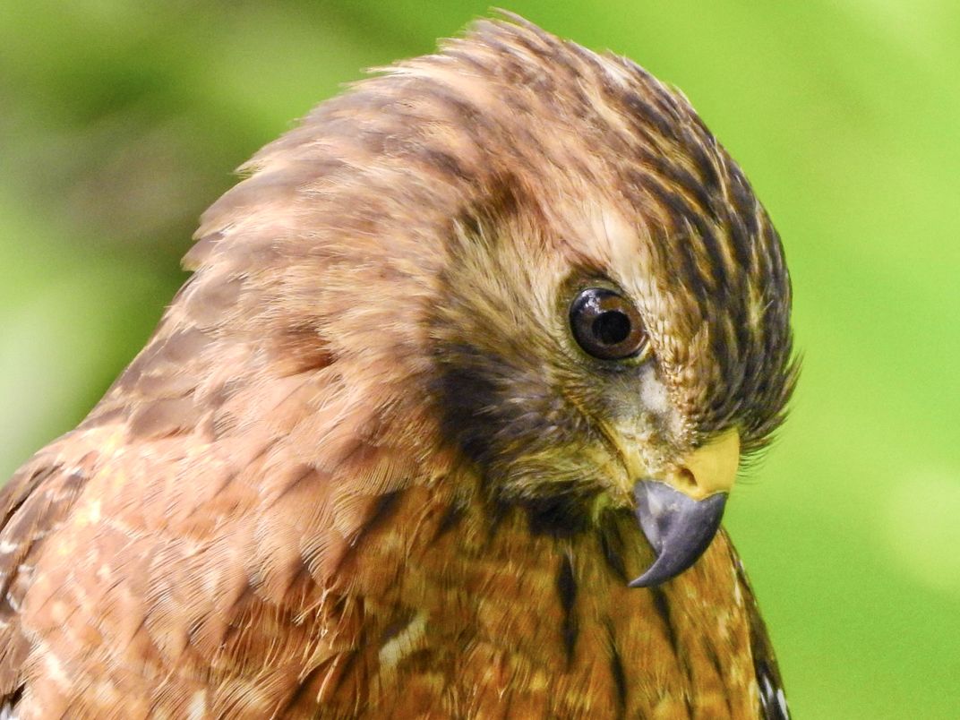 Portrait of the Red Hawk | Smithsonian Photo Contest | Smithsonian Magazine
