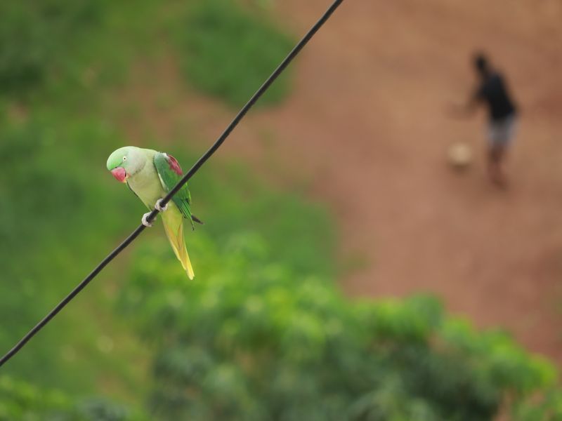 Popat | Smithsonian Photo Contest | Smithsonian Magazine