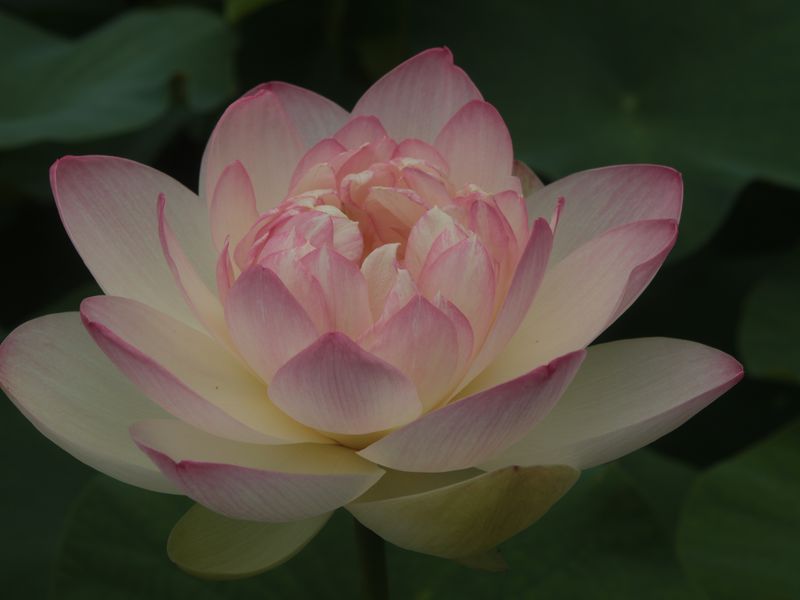 Sacred Lotus Flower | Smithsonian Photo Contest | Smithsonian Magazine