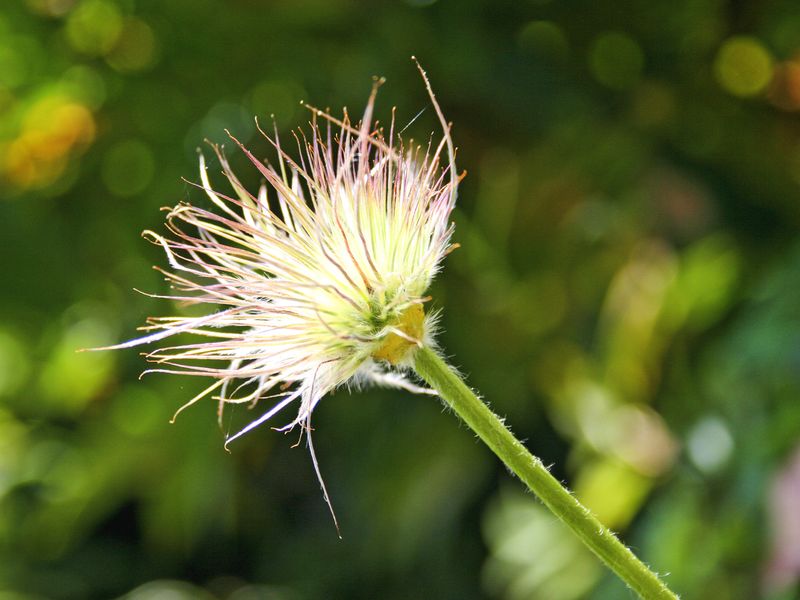 Furry Plant | Smithsonian Photo Contest | Smithsonian Magazine