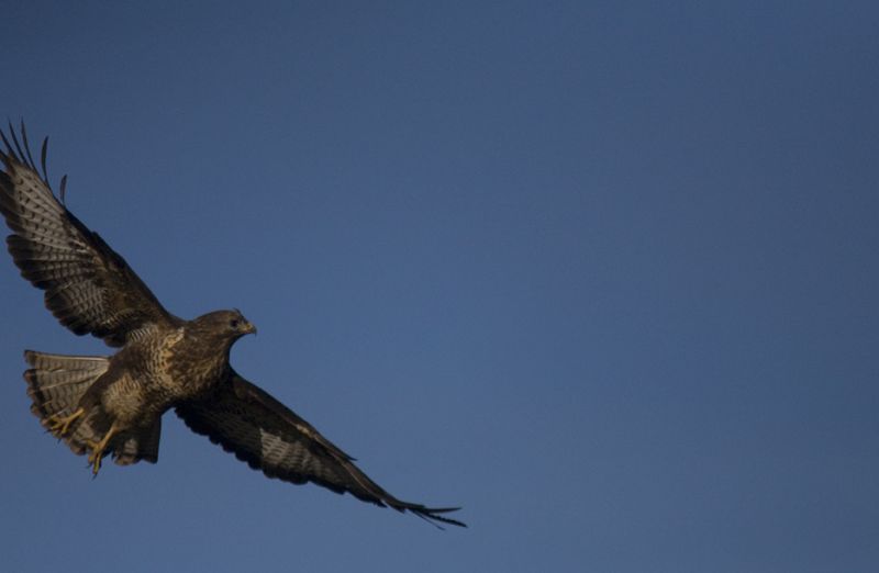Flight of the buzzard | Smithsonian Photo Contest | Smithsonian Magazine