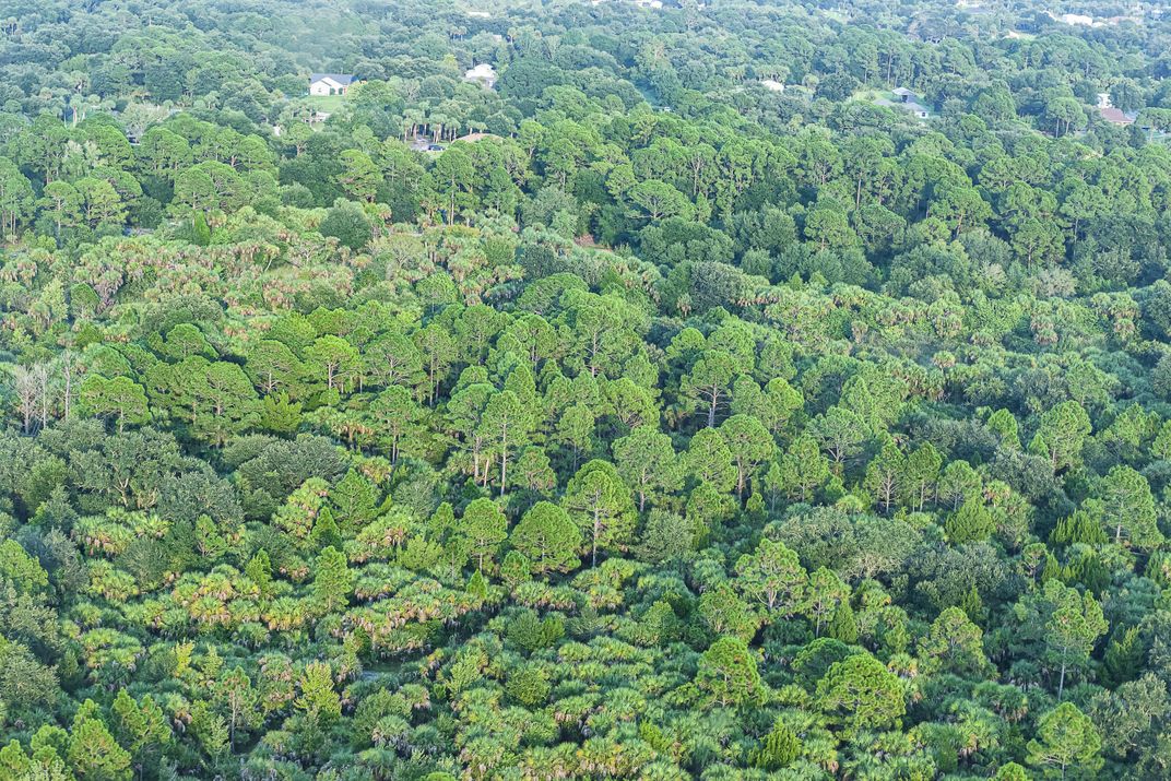 Florida's Forest | Smithsonian Photo Contest | Smithsonian Magazine