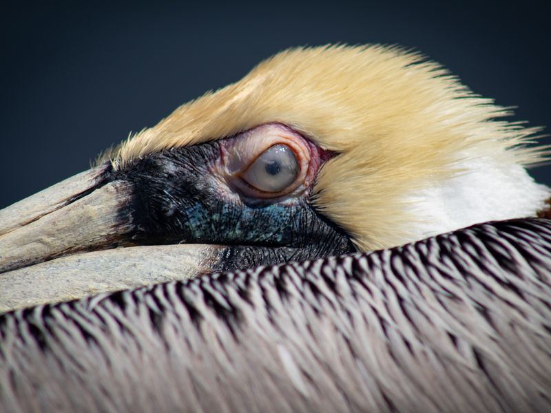 Pelican Eye | Smithsonian Photo Contest | Smithsonian Magazine