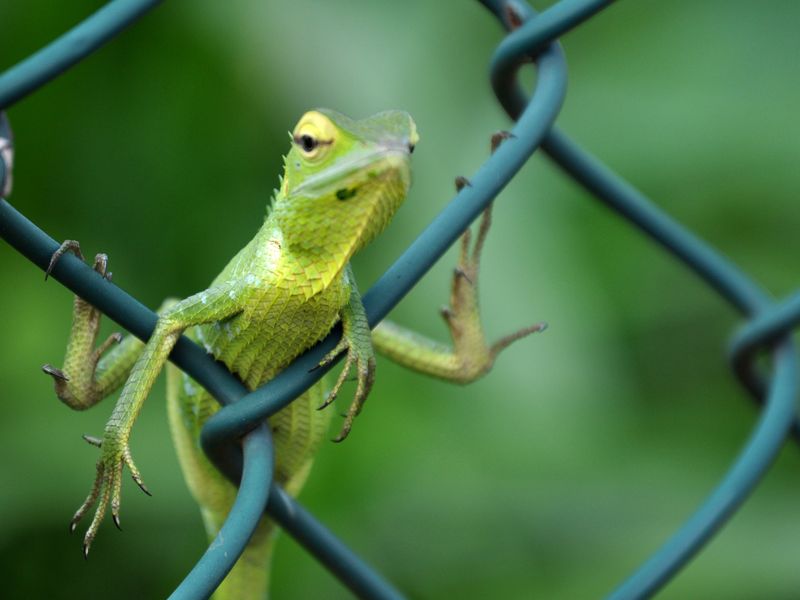 Green Garden Lizard (in local language Pala Katussa) * captured it in ...