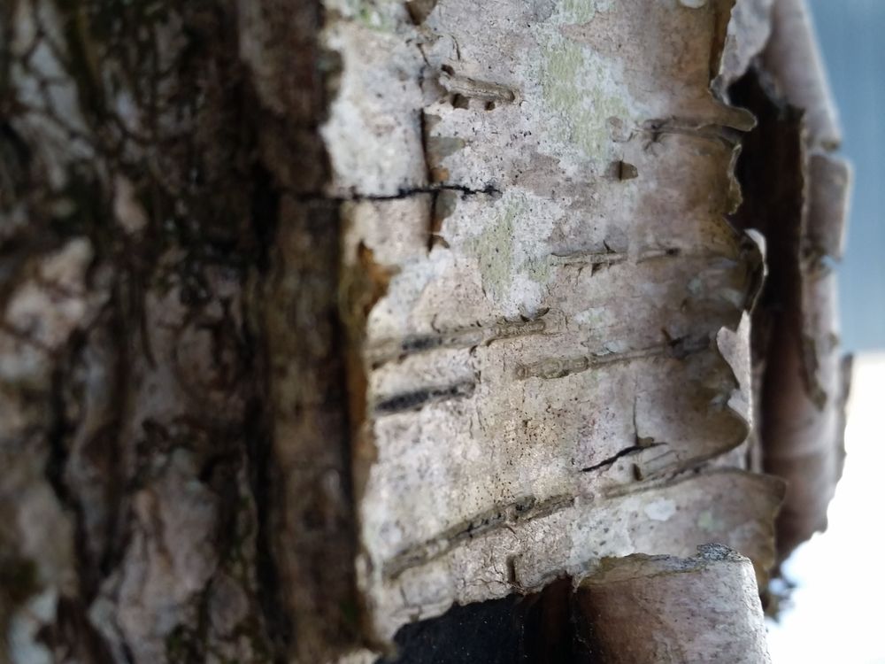 Peeling birch in winter. | Smithsonian Photo Contest | Smithsonian Magazine