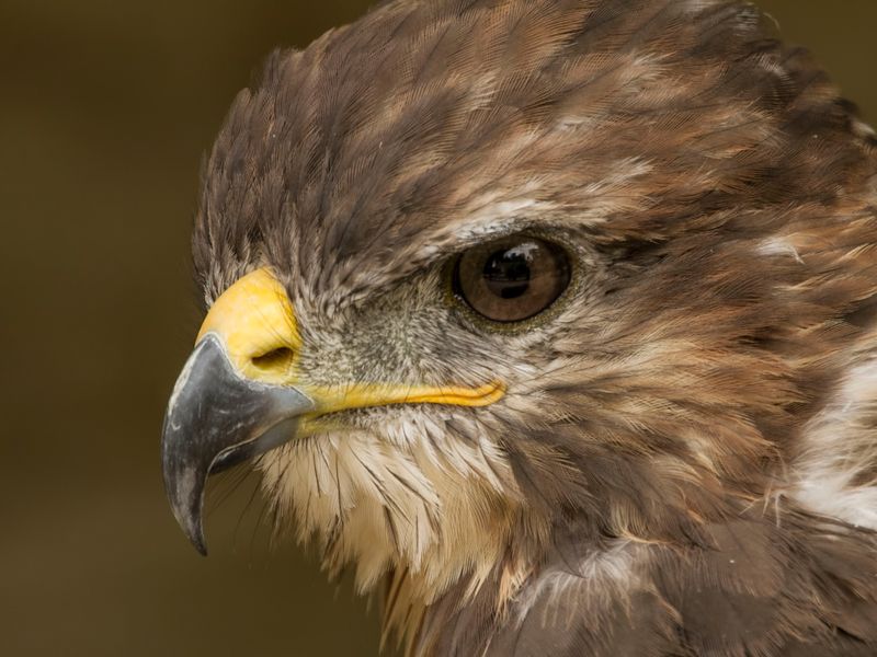 Common Buzzard From the United Kingdom | Smithsonian Photo Contest ...