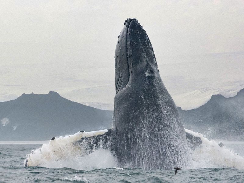 Breaching Whale | Smithsonian Photo Contest | Smithsonian Magazine