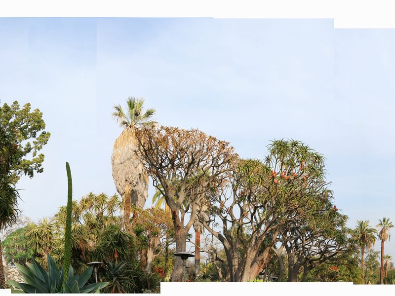 Thinking of You...California Jungle | Smithsonian Photo Contest ...