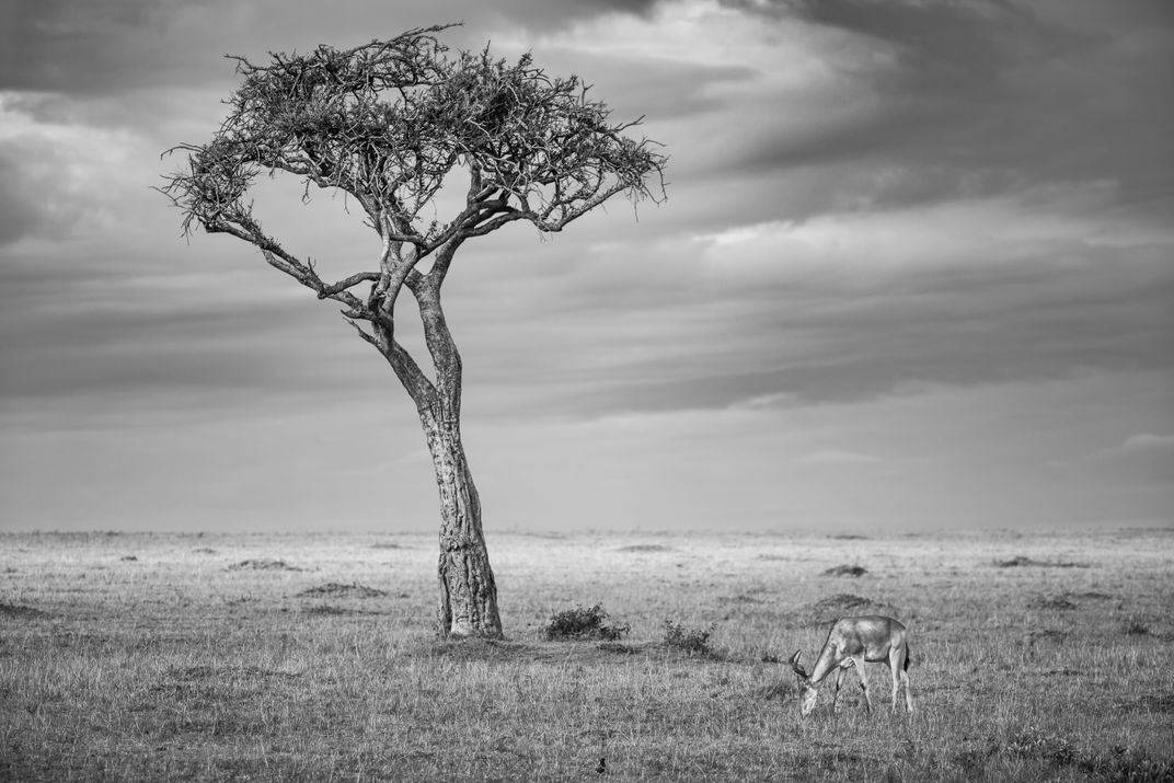 The Savanna Is Mine | Smithsonian Photo Contest | Smithsonian Magazine