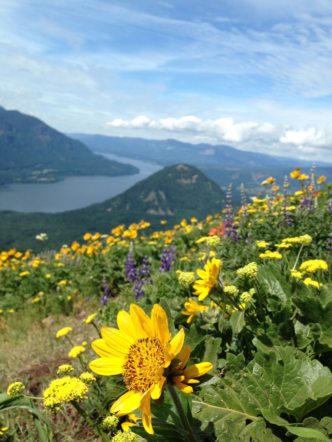 Spring on Dog Mountain | Smithsonian Photo Contest | Smithsonian Magazine