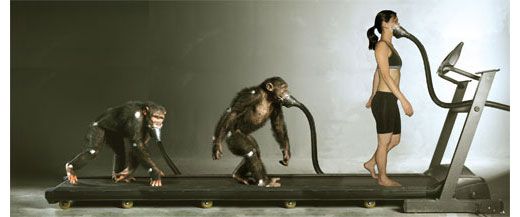 bipedalism apes