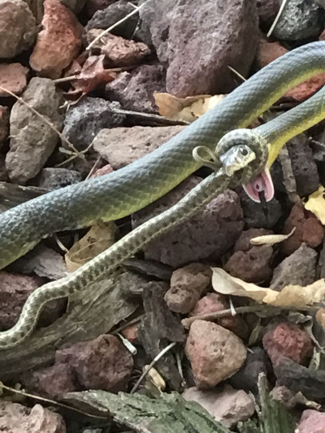 Two snakes, yellow bellied racer versus garter, saved. | Smithsonian ...
