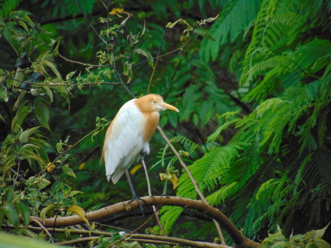 Cattle Egrate on tree | Smithsonian Photo Contest | Smithsonian Magazine