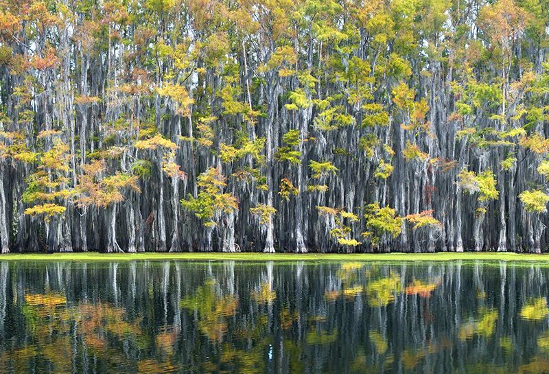 Caddo Lake Smithsonian Photo Contest Smithsonian Magazine