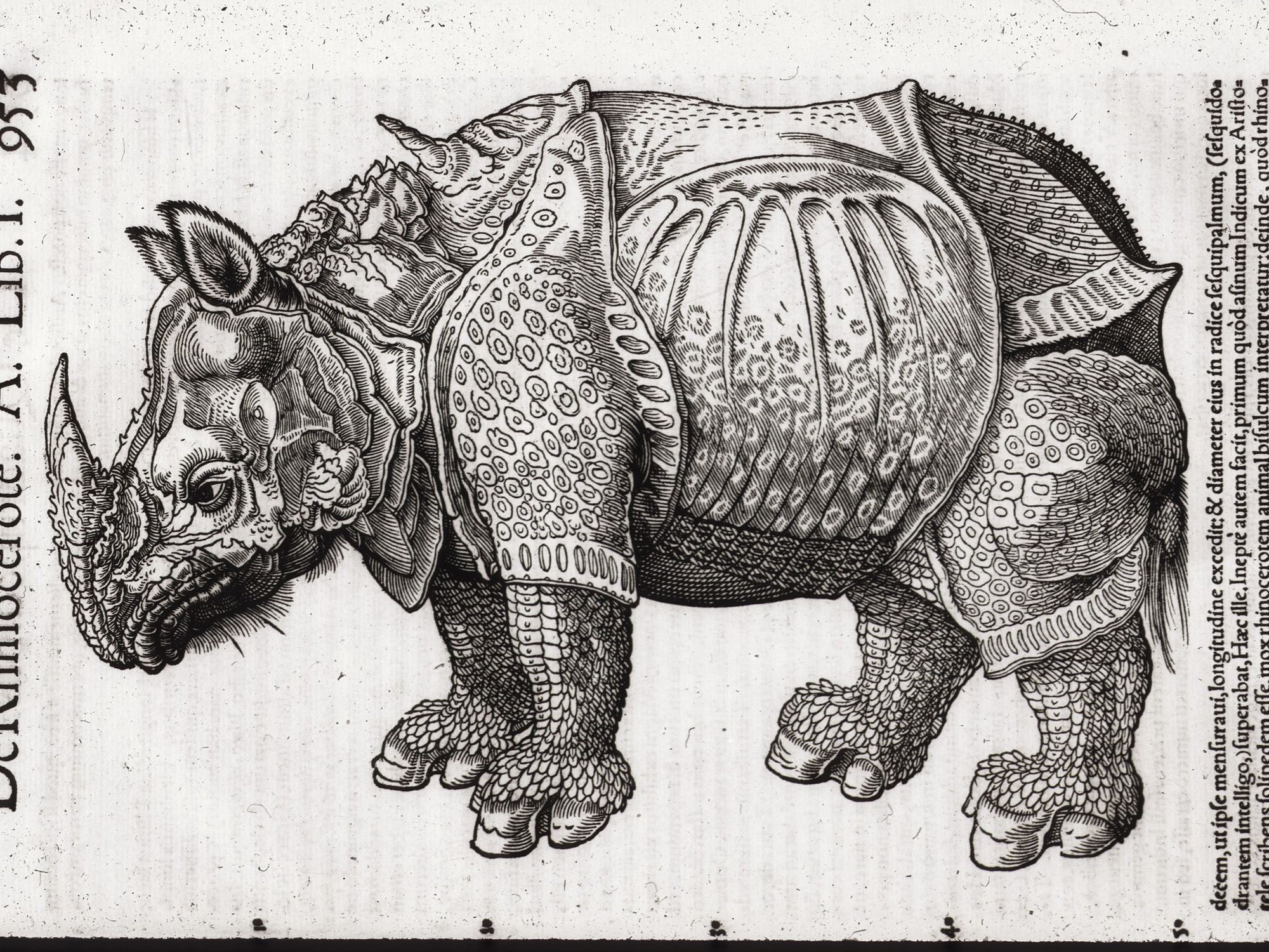 The Long Life of a Dead Rhinoceros | Smithsonian Voices | Smithsonian ...
