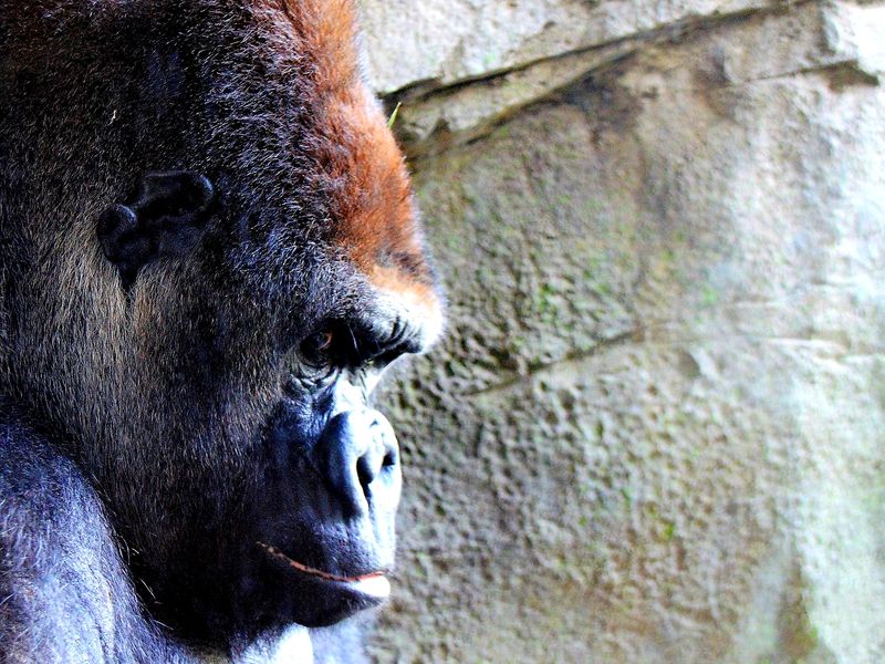 Gorilla Eyes | Smithsonian Photo Contest | Smithsonian Magazine