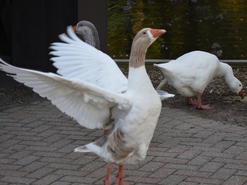 Goose flapping it's wings | Smithsonian Photo Contest | Smithsonian ...
