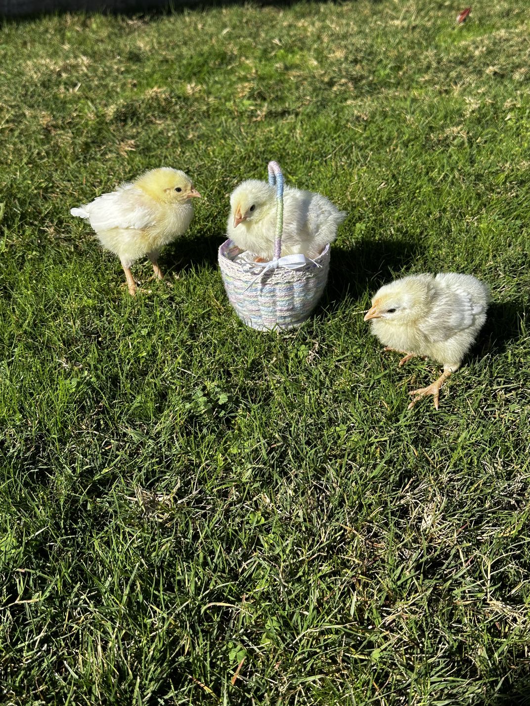 Easter ready baby chicks | Smithsonian Photo Contest | Smithsonian Magazine