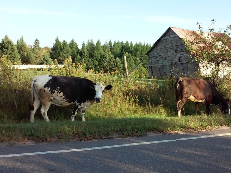 Cows walking along the side of the road | Smithsonian Photo Contest ...