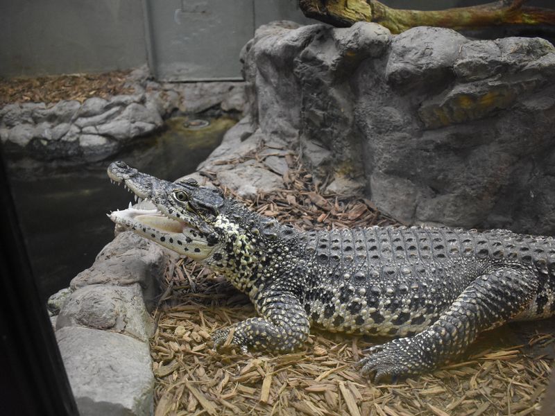 Cuban Crocodile | Smithsonian Photo Contest | Smithsonian Magazine
