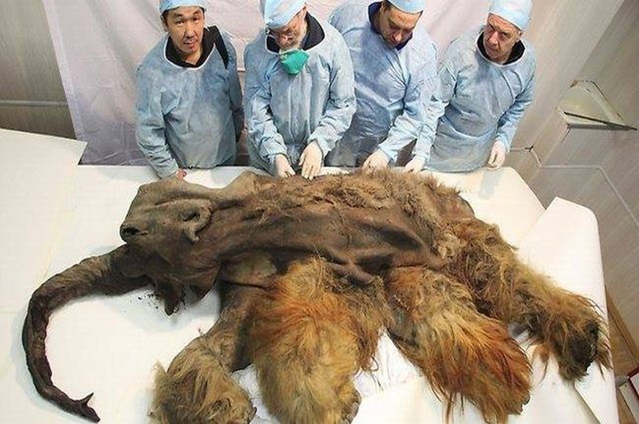 Ice Age Cave Lion Cubs and a Look Back at Permafrost Mummies