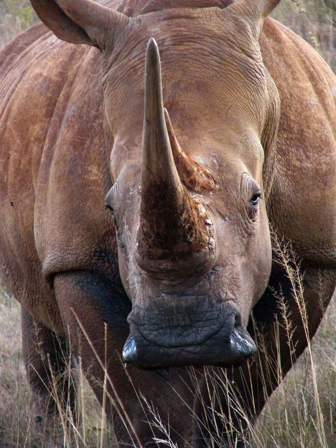 Front Aspect shot of Rhino in South Africa | Smithsonian Photo Contest ...