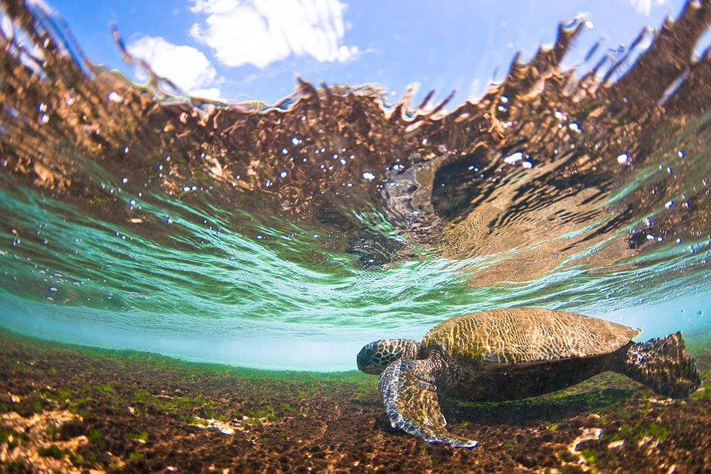 An endangered Green Sea Turtle searches for its next tasty morsel of ...