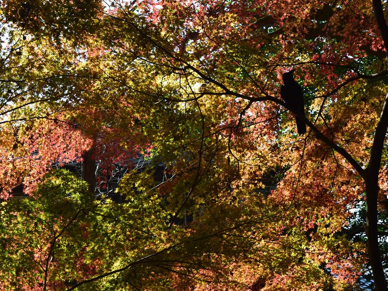 autumn crow | Smithsonian Photo Contest | Smithsonian Magazine