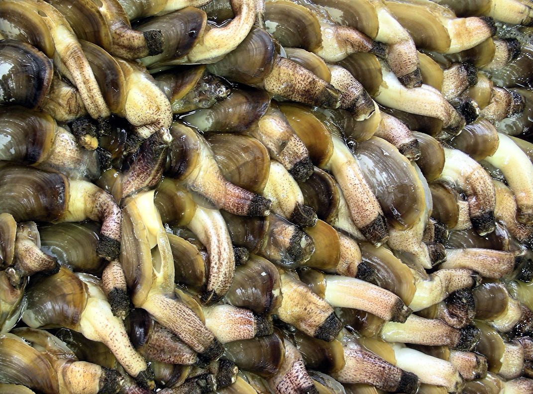 The recent summer heatwave have not spared the ever ready adaptable ...