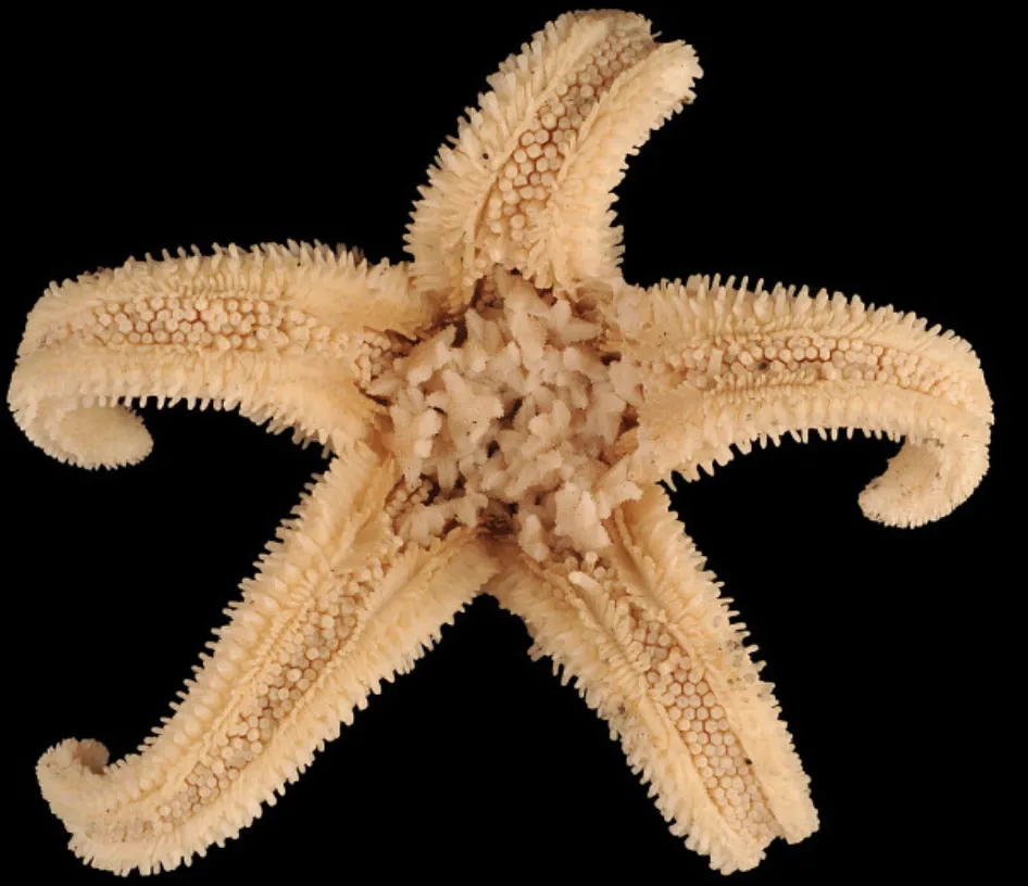 Starstruck: A Suite of Strange Sea Stars Discovered in the Smithsonian ...