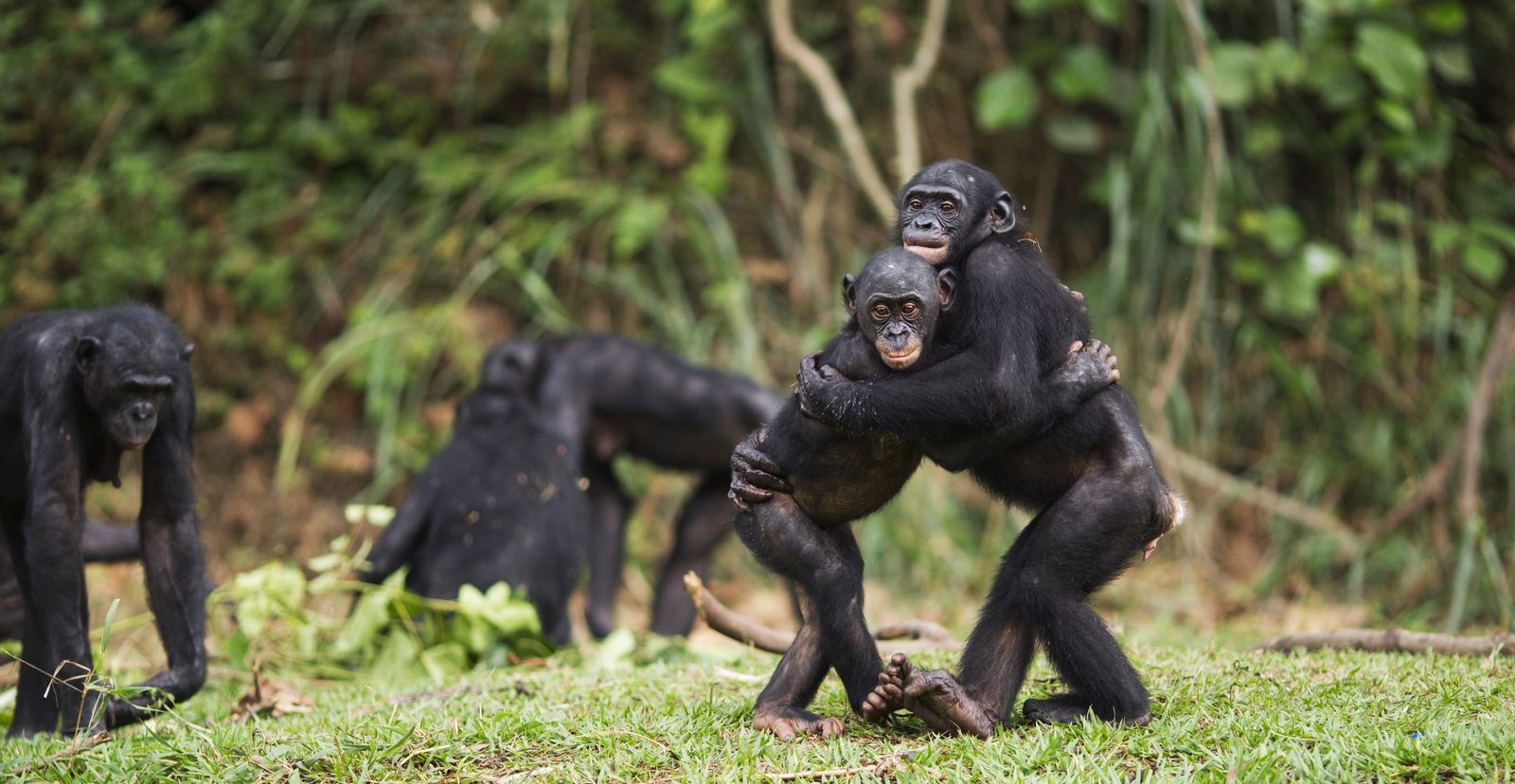 Female Bonobos Assert Their Dominance Over Males by Banding Together ...