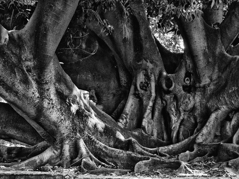 Tree Of Life | Smithsonian Photo Contest | Smithsonian Magazine