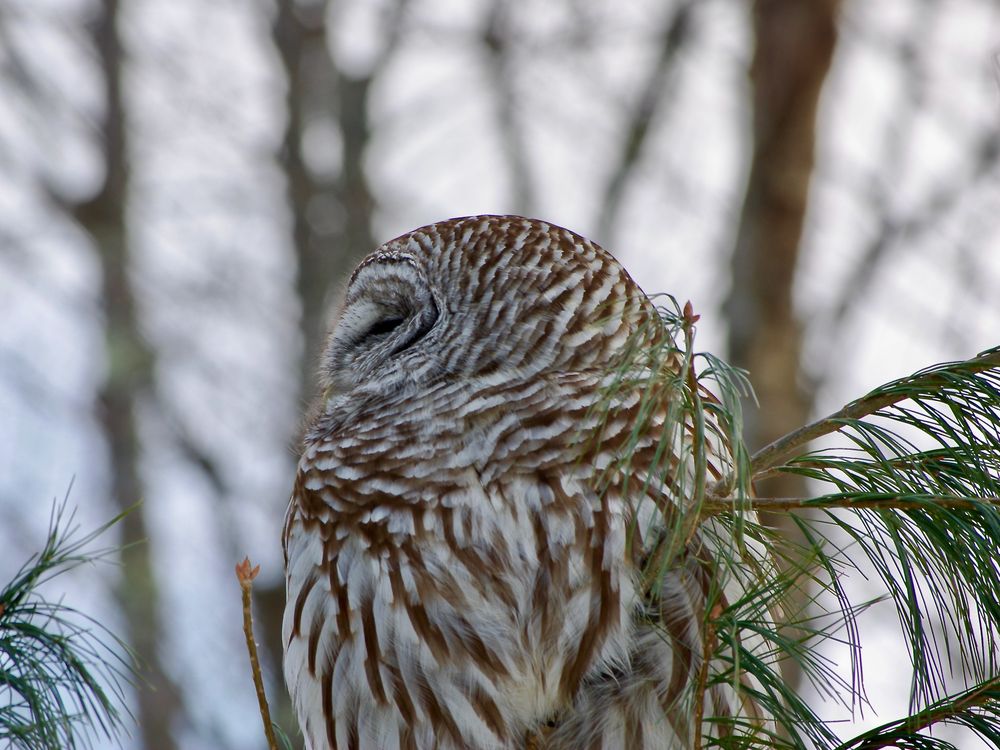 A Barred Owl Hunting by Day | Smithsonian Photo Contest | Smithsonian ...