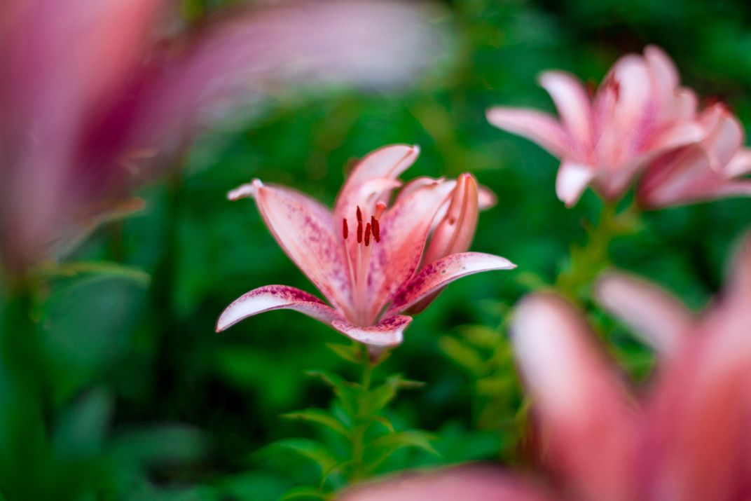 A pink lily | Smithsonian Photo Contest | Smithsonian Magazine