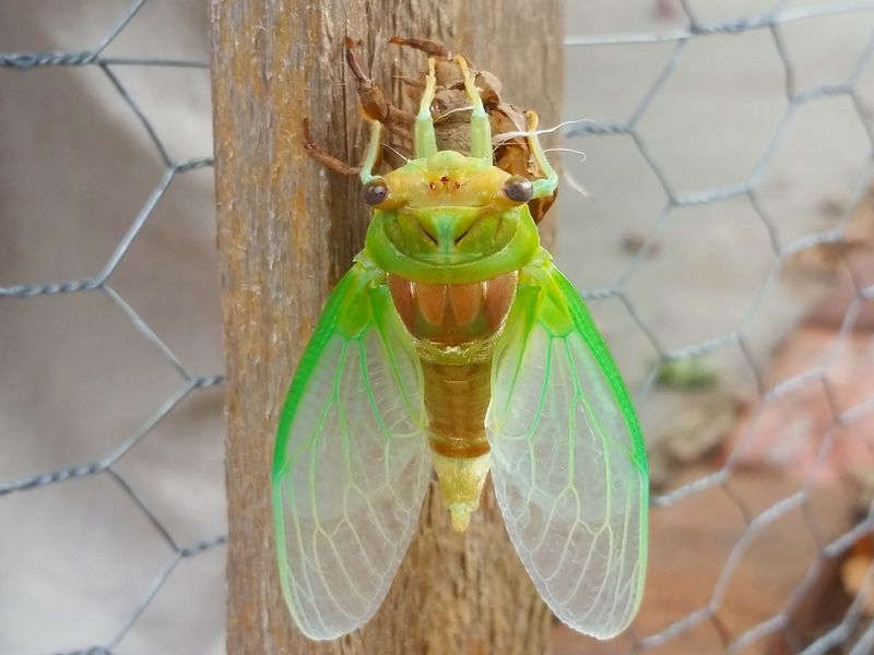 Cicada Shedding Its Skin | Smithsonian Photo Contest | Smithsonian Magazine