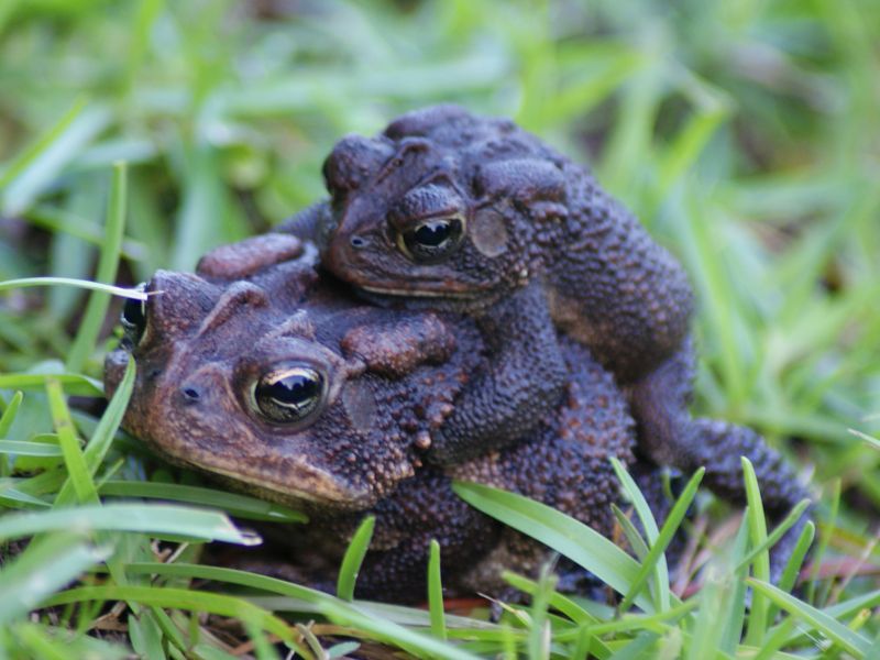 A toad hug in Charleston, South Carolina | Smithsonian Photo Contest ...