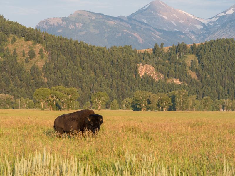 A bison in Grand Teton National park | Smithsonian Photo Contest ...