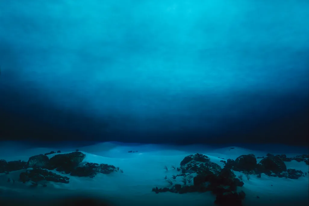 deep sea floor