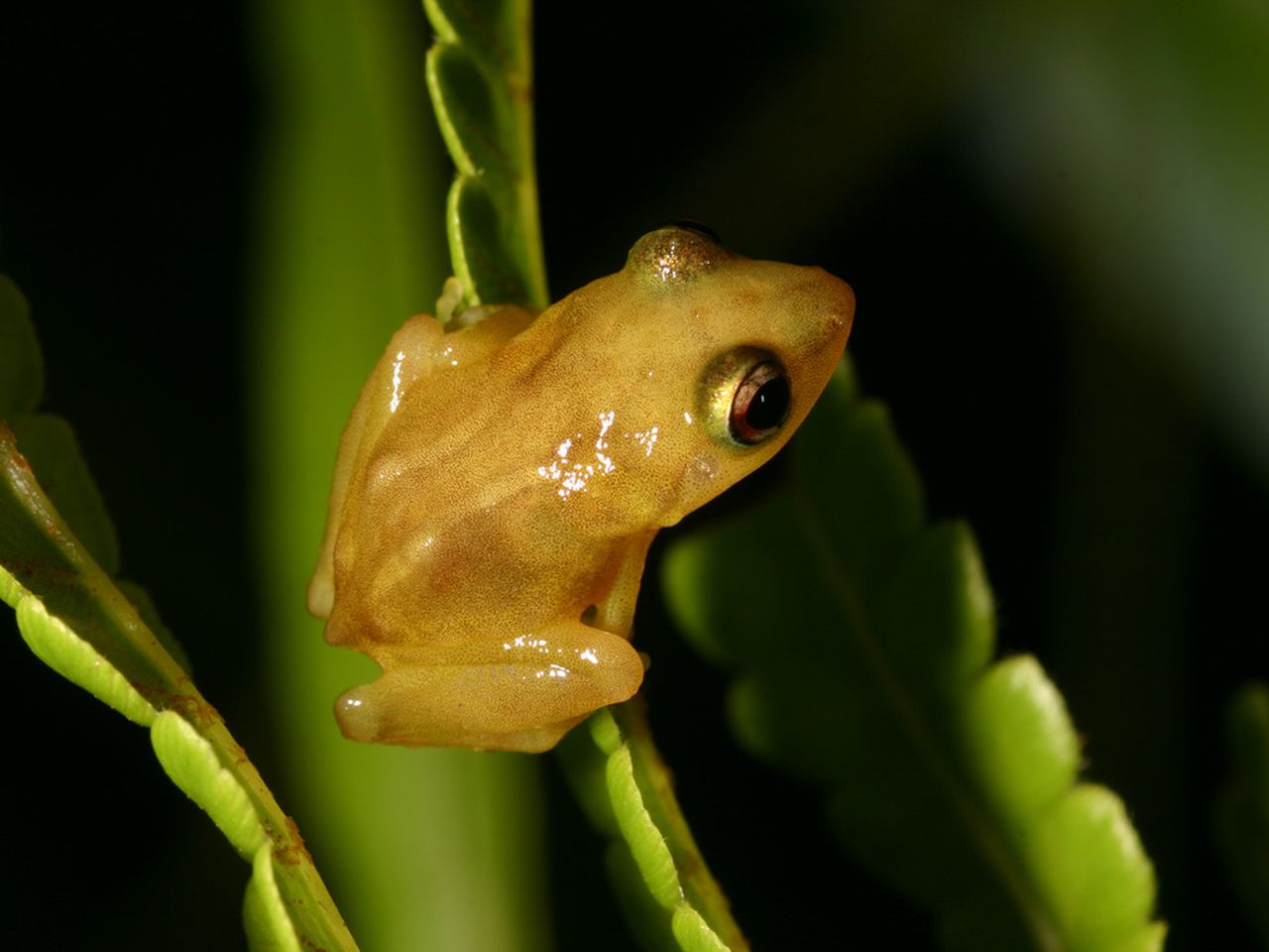 Coqui Tree Frog Sound