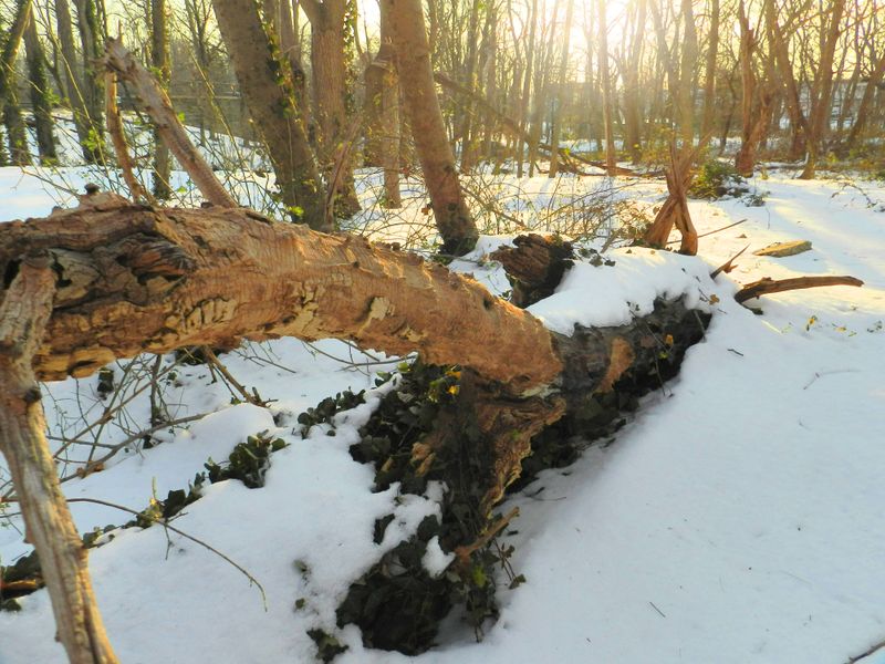 Fallen Tree in the Snow | Smithsonian Photo Contest | Smithsonian Magazine