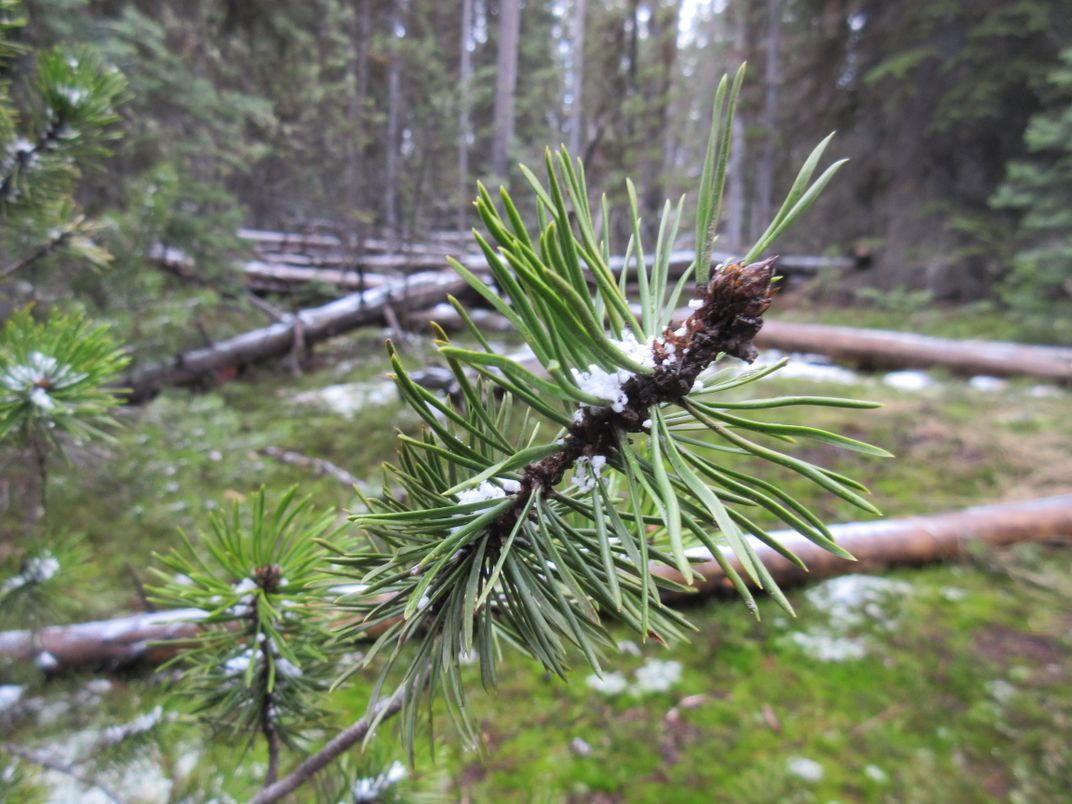 Quiet Pines | Smithsonian Photo Contest | Smithsonian Magazine