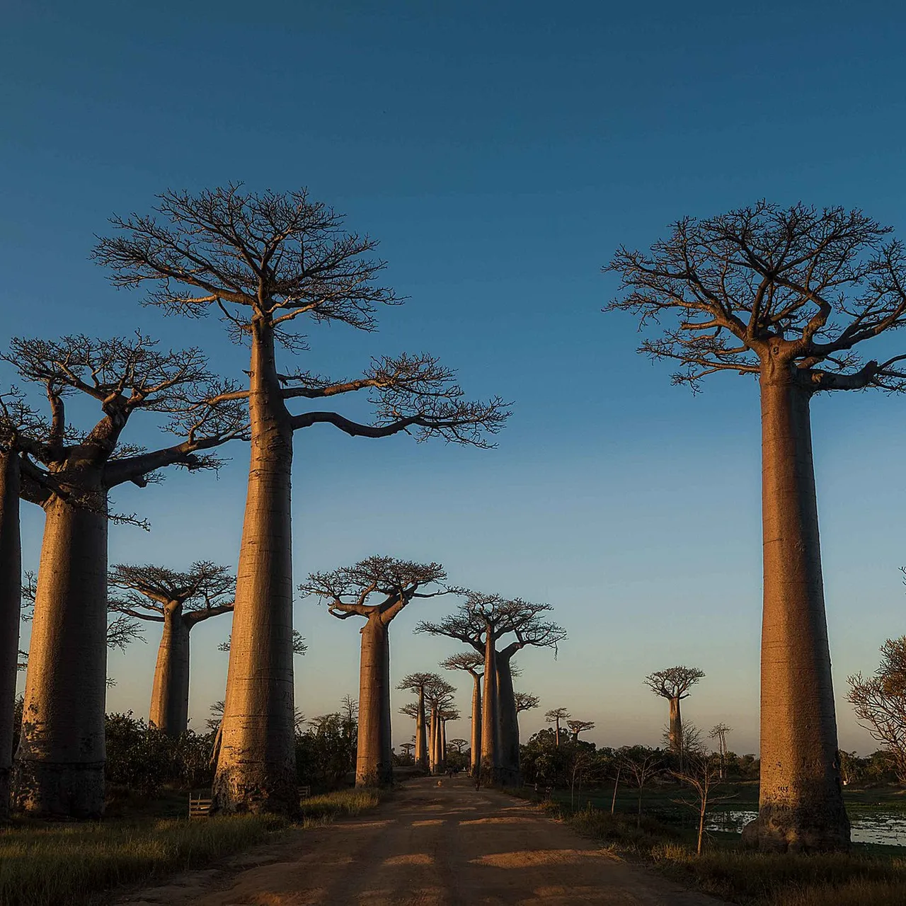 African Plants And Trees