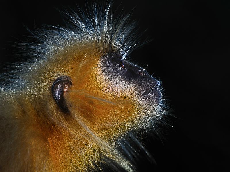 The amazing story of the most endangered primates in the world ...