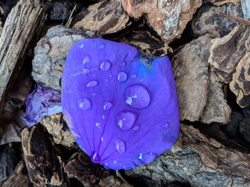 Morning dew on violet petals | Smithsonian Photo Contest | Smithsonian ...