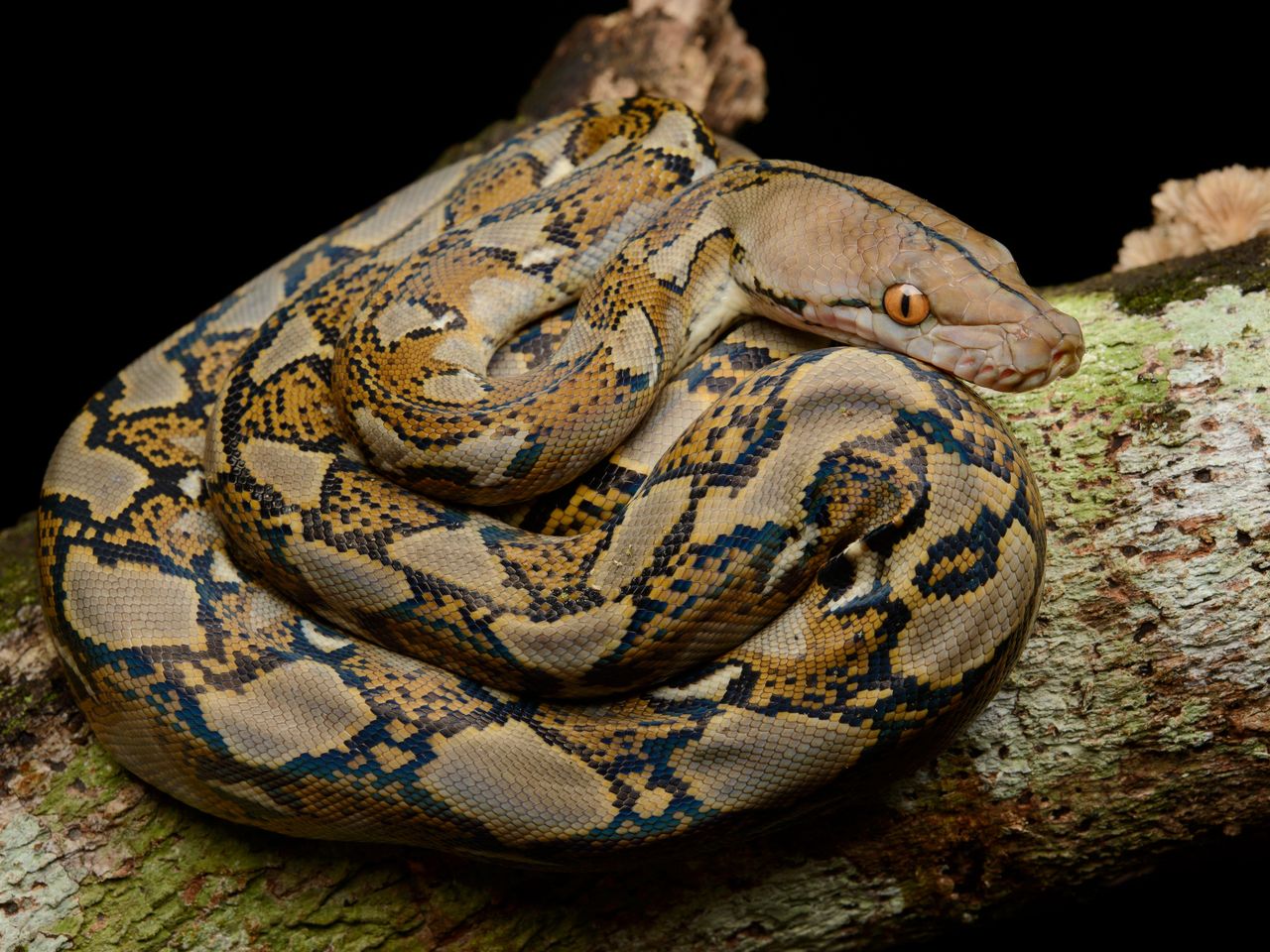 Baby Reticulated Python Baby Purple Golden Child Reticulated Python